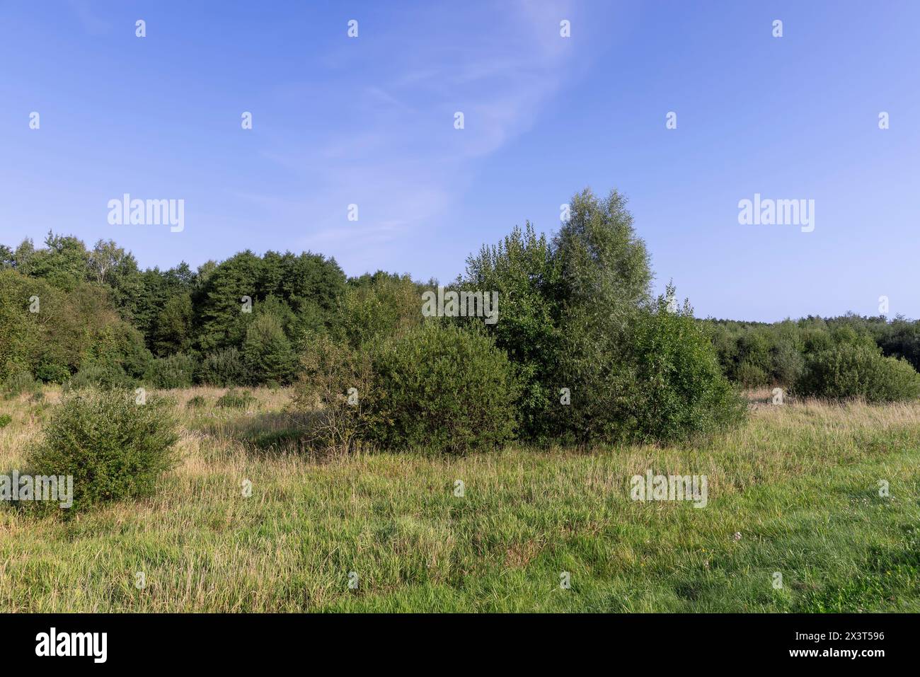 a field with green grass and shrubs with green foliage, a field at the ...