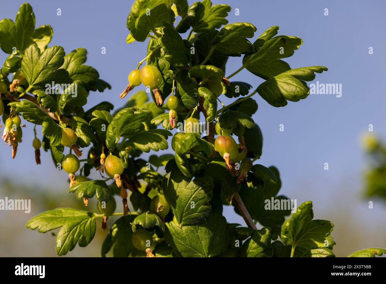 green berries on gooseberry bushes against a blue sky background, green ...