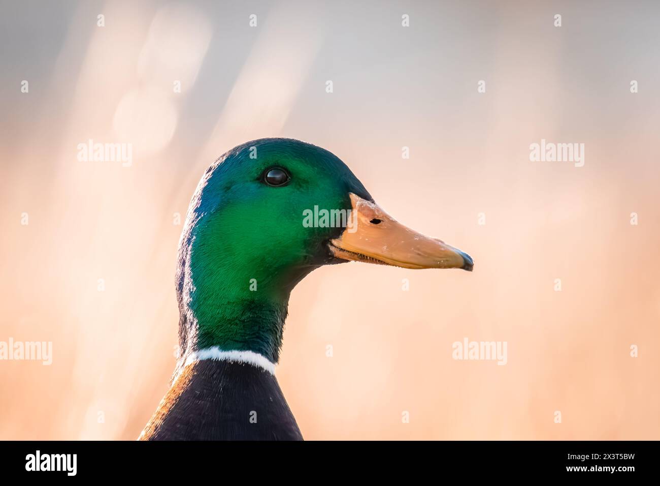 Male mallard side view hi-res stock photography and images - Alamy