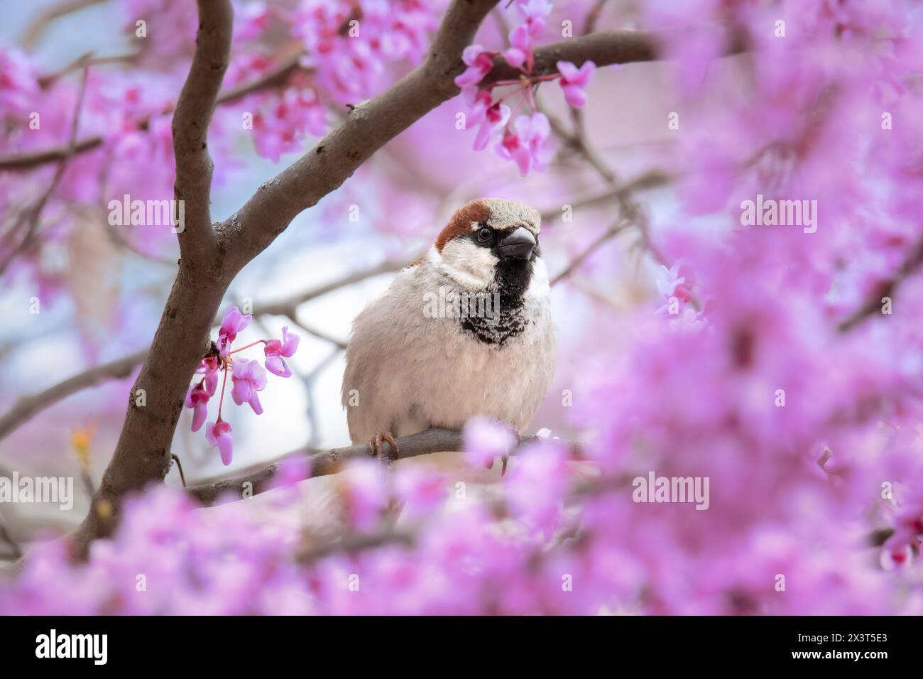 Small bird perched in the branches of a purple tree Stock Photo - Alamy