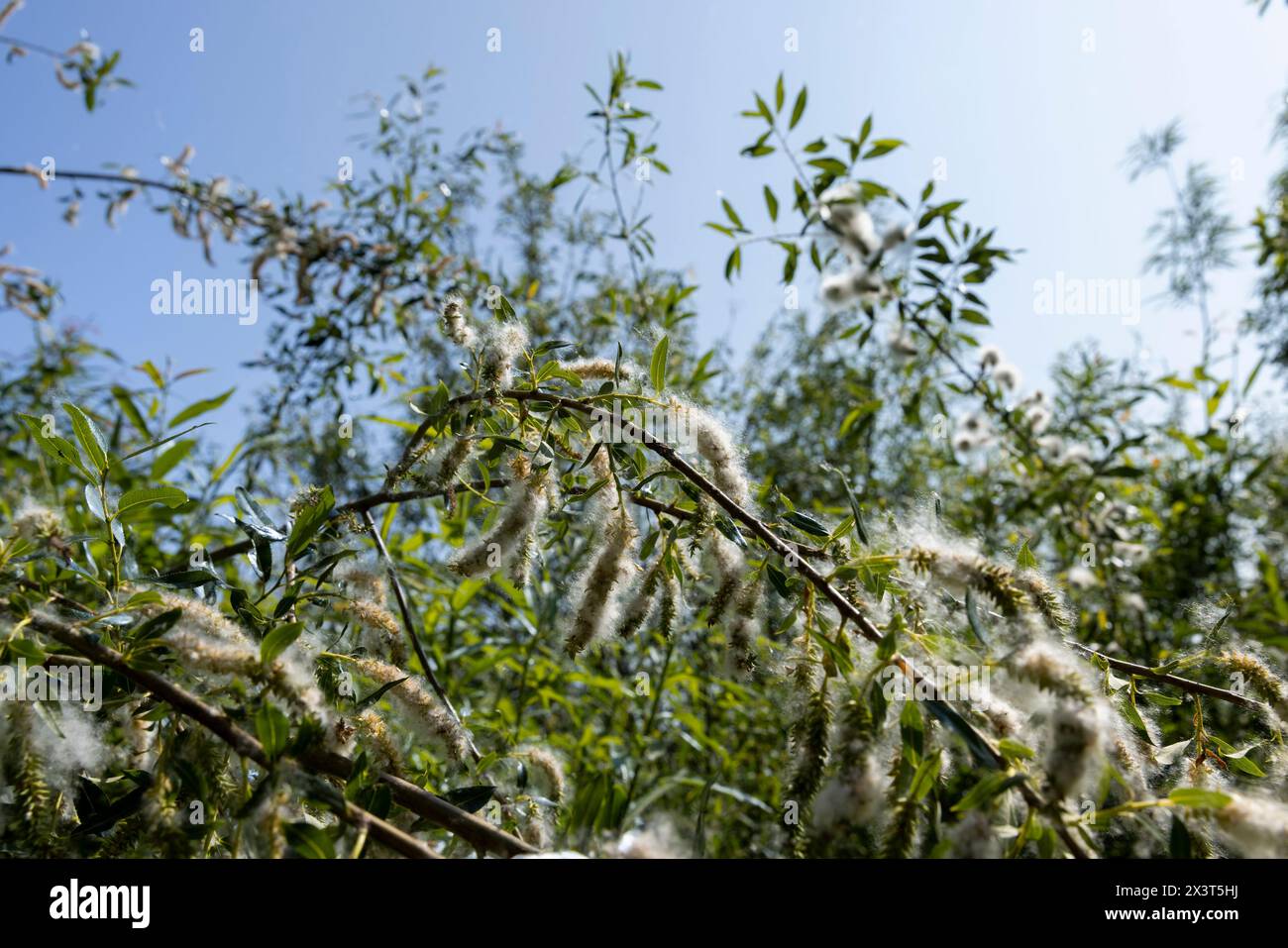 light white fluff from willow in spring, willow during flowering with a ...