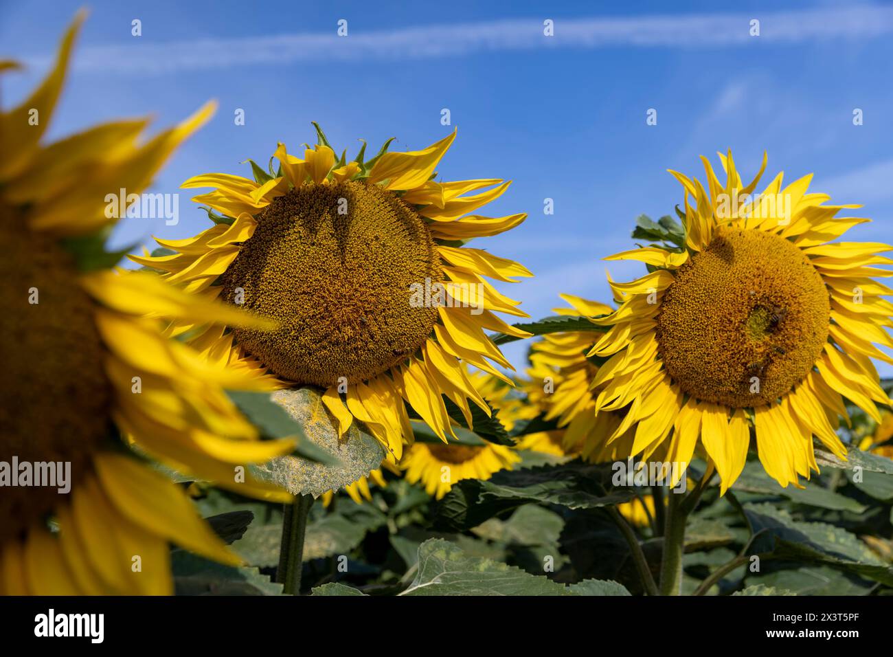 high-yielding field with yellow sunflower flowers, pollination of ...