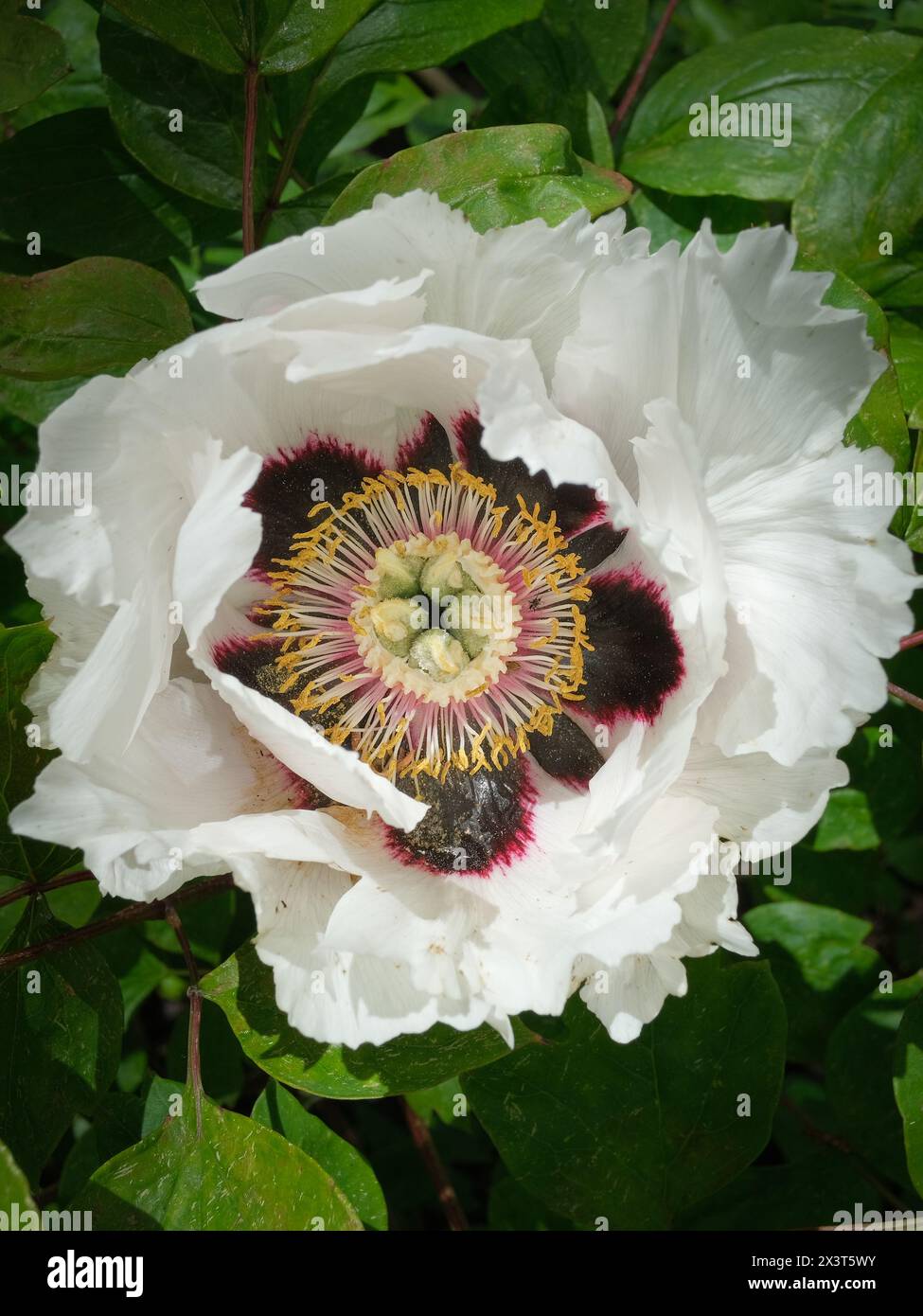 Best photo of a peony tree hi-res stock photography and images - Alamy