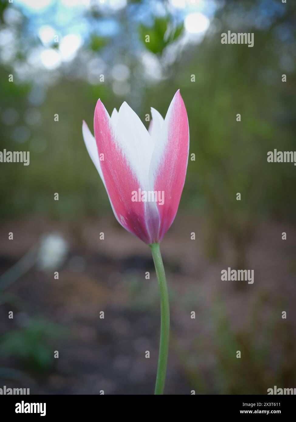 Tulip clusiana 'Peppermintstick' at Dunham Massey Hall and Gardens ...