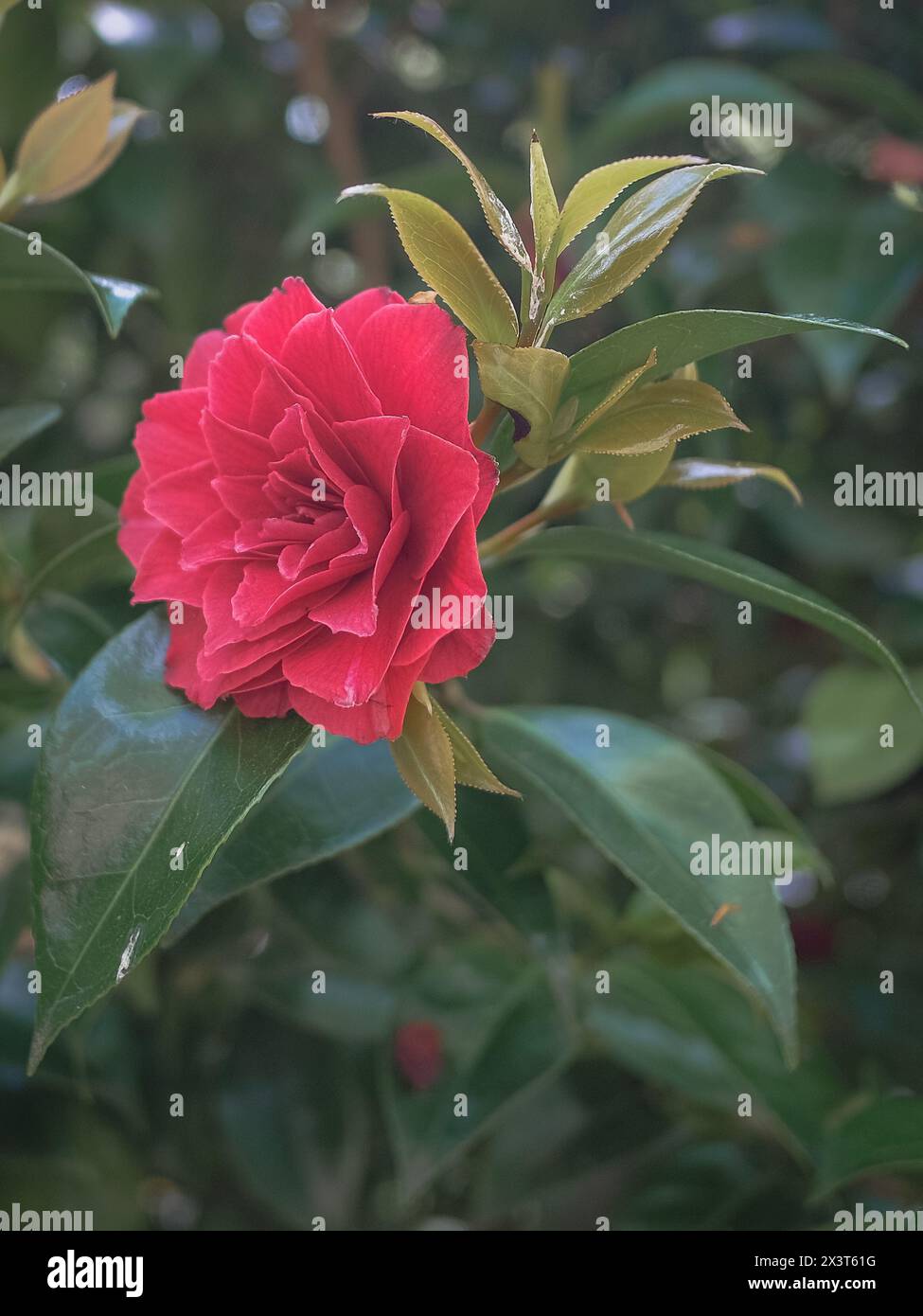 Camellia reticulata x williamsii hi-res stock photography and images ...