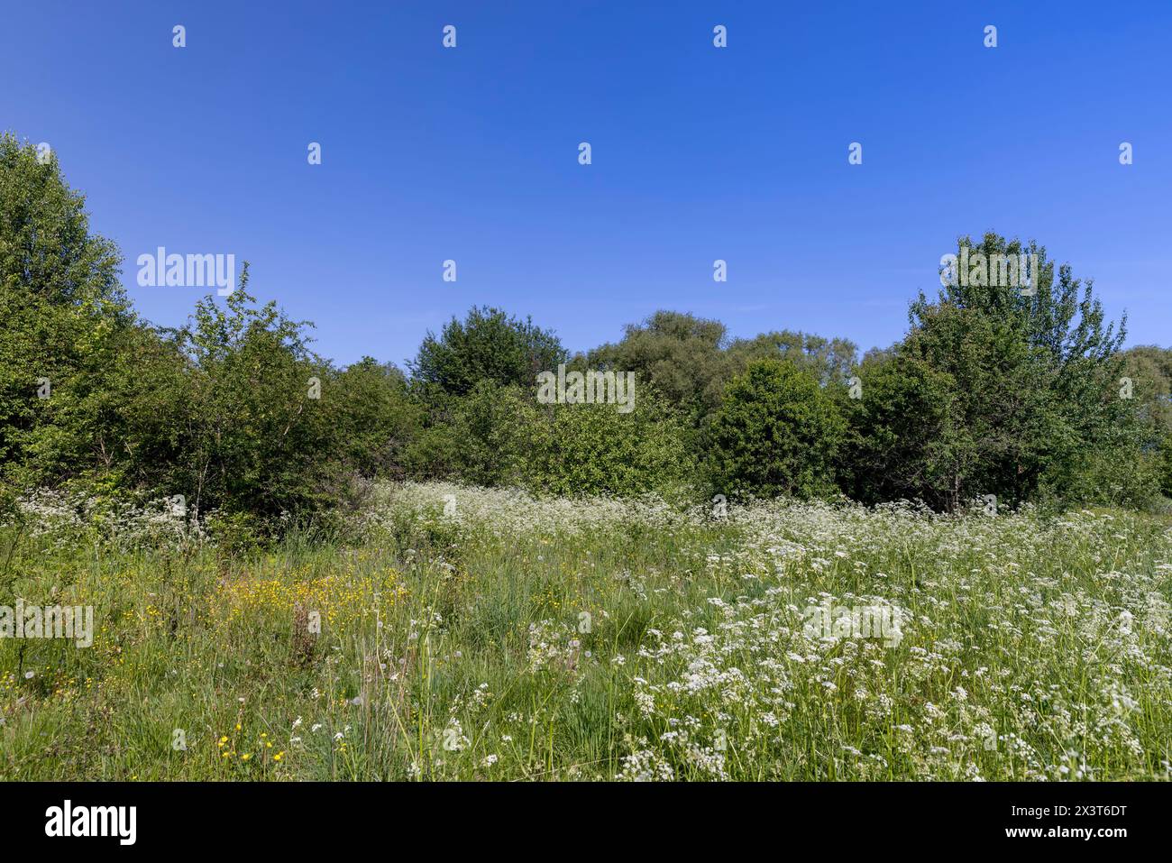 green foliage on trees in the spring season, field and trees Stock ...