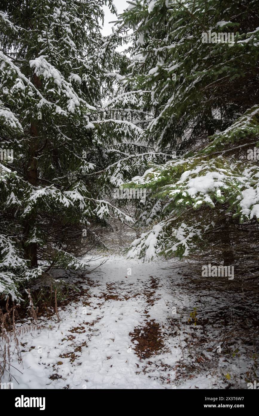 Pine trees walking path hi-res stock photography and images - Alamy