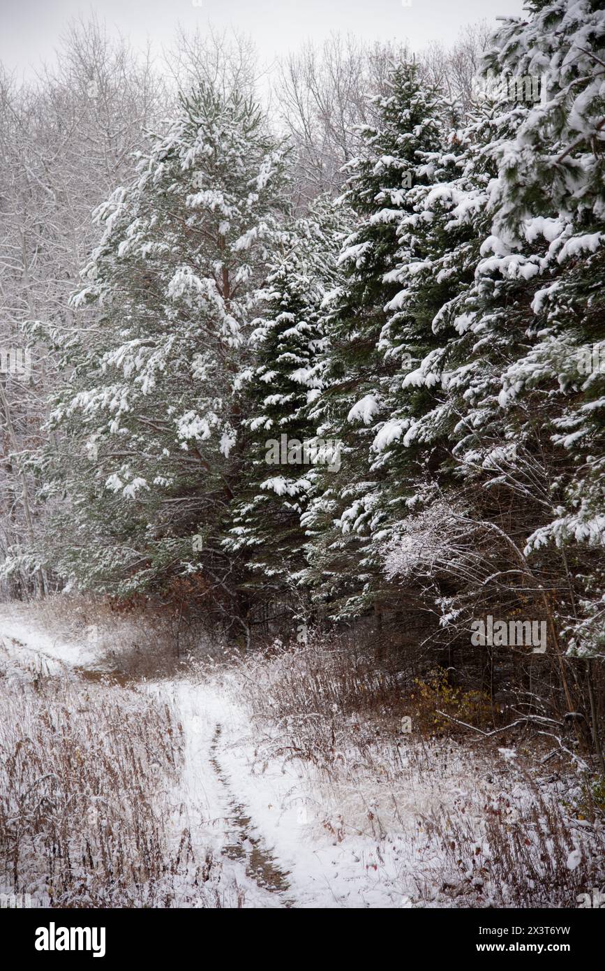 A winter path lined with pine trees and native grass Stock Photo - Alamy