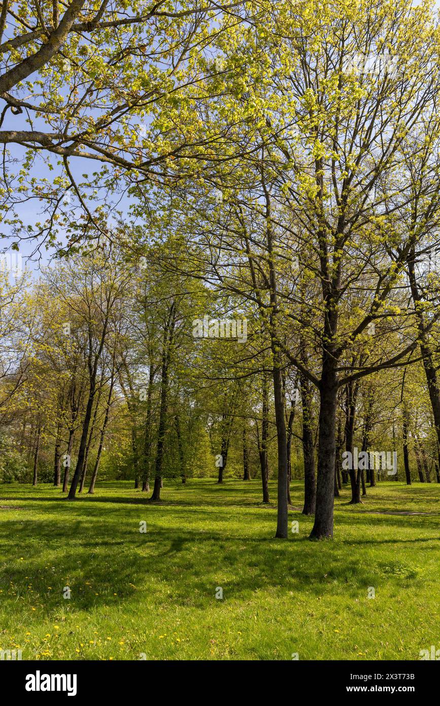 Healthy mixed deciduous forest hi-res stock photography and images - Alamy