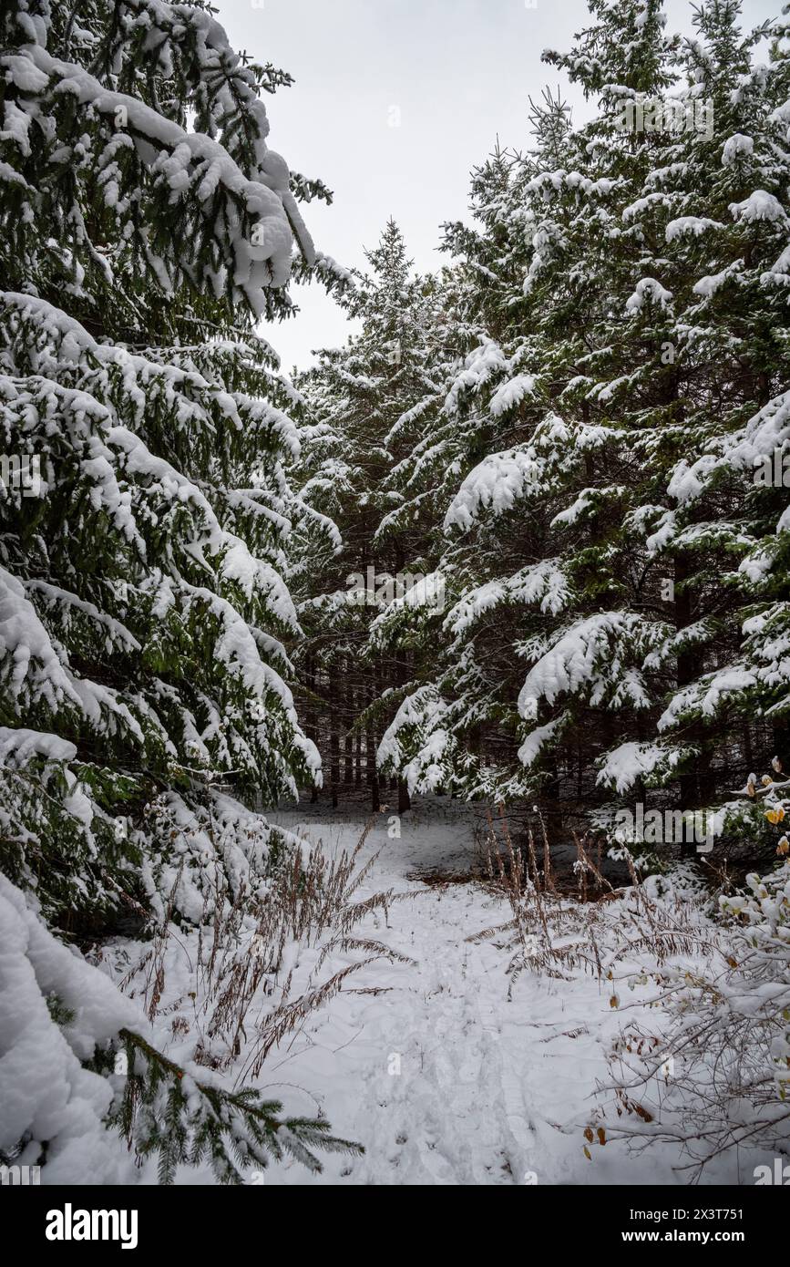 A snowy path through a winter forest of pine trees. Photographed in ...