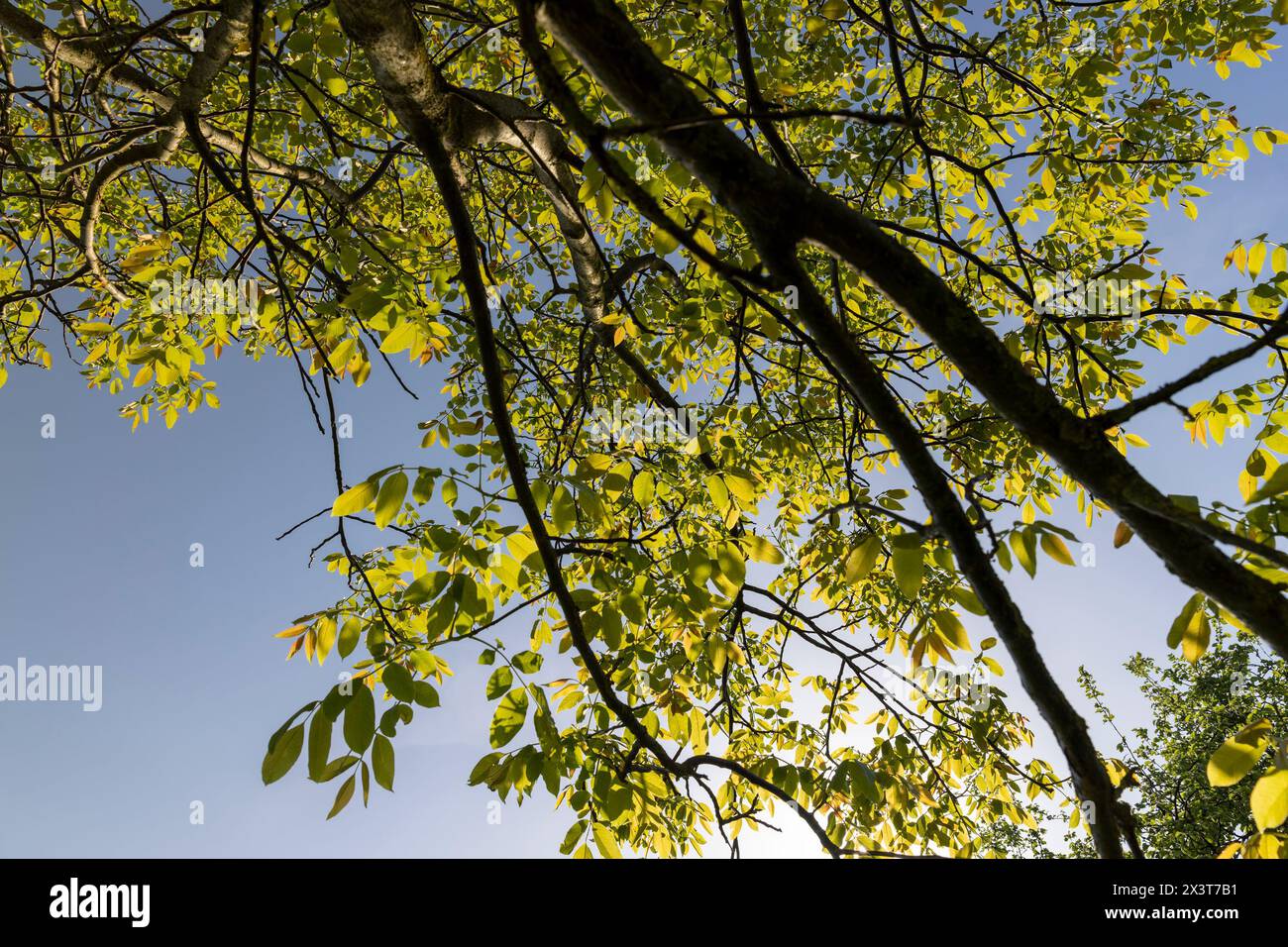 the first beautiful walnut foliage in close-up against a blue sky ...