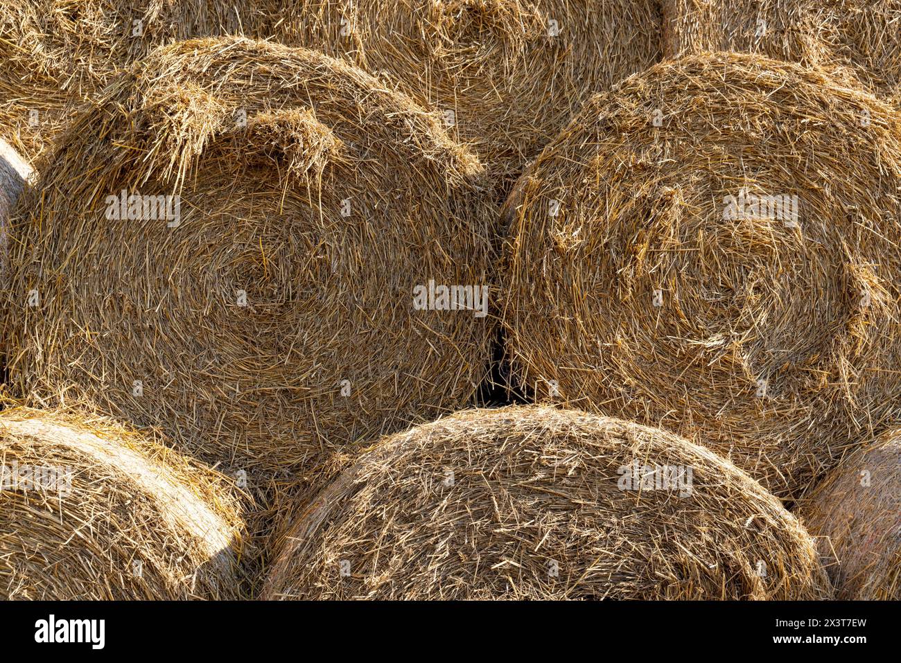 wheat straw collected in stacks after grain harvest, yellow straw from ...