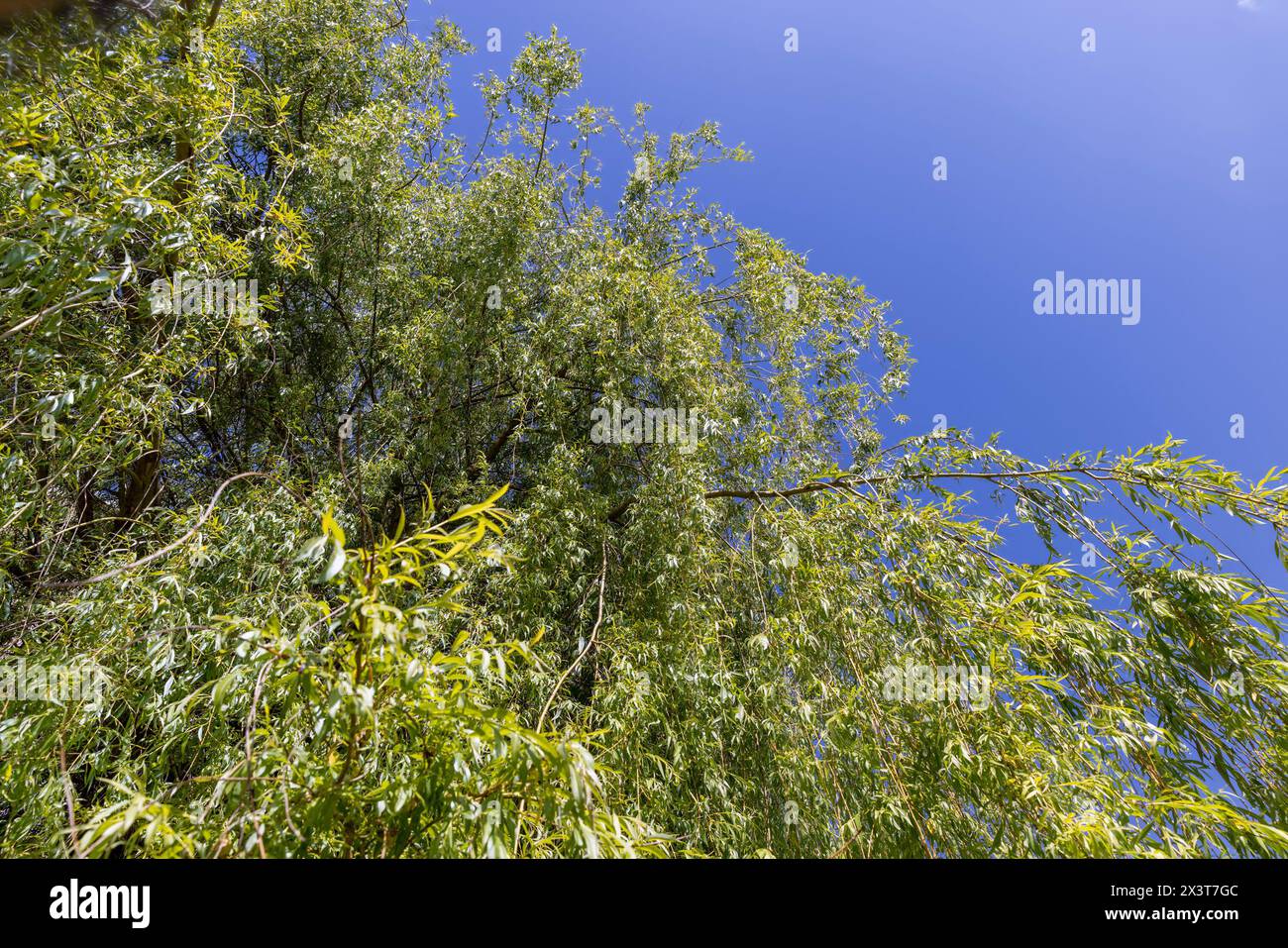 green foliage on a willow tree in spring, a willow tree in sunny ...