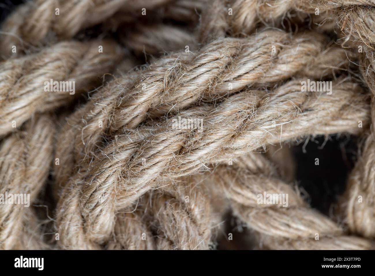 coarse linen rope in close-up, a rope from which you can tie a knot ...