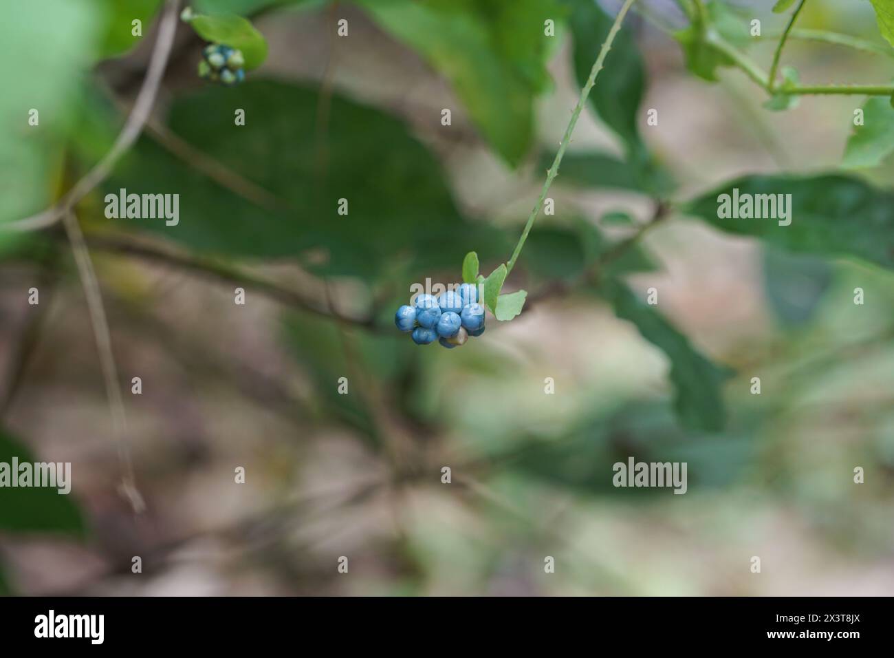 Asiatic tearthumb growing up on it's tree, Persicaria perfoliata on a ...