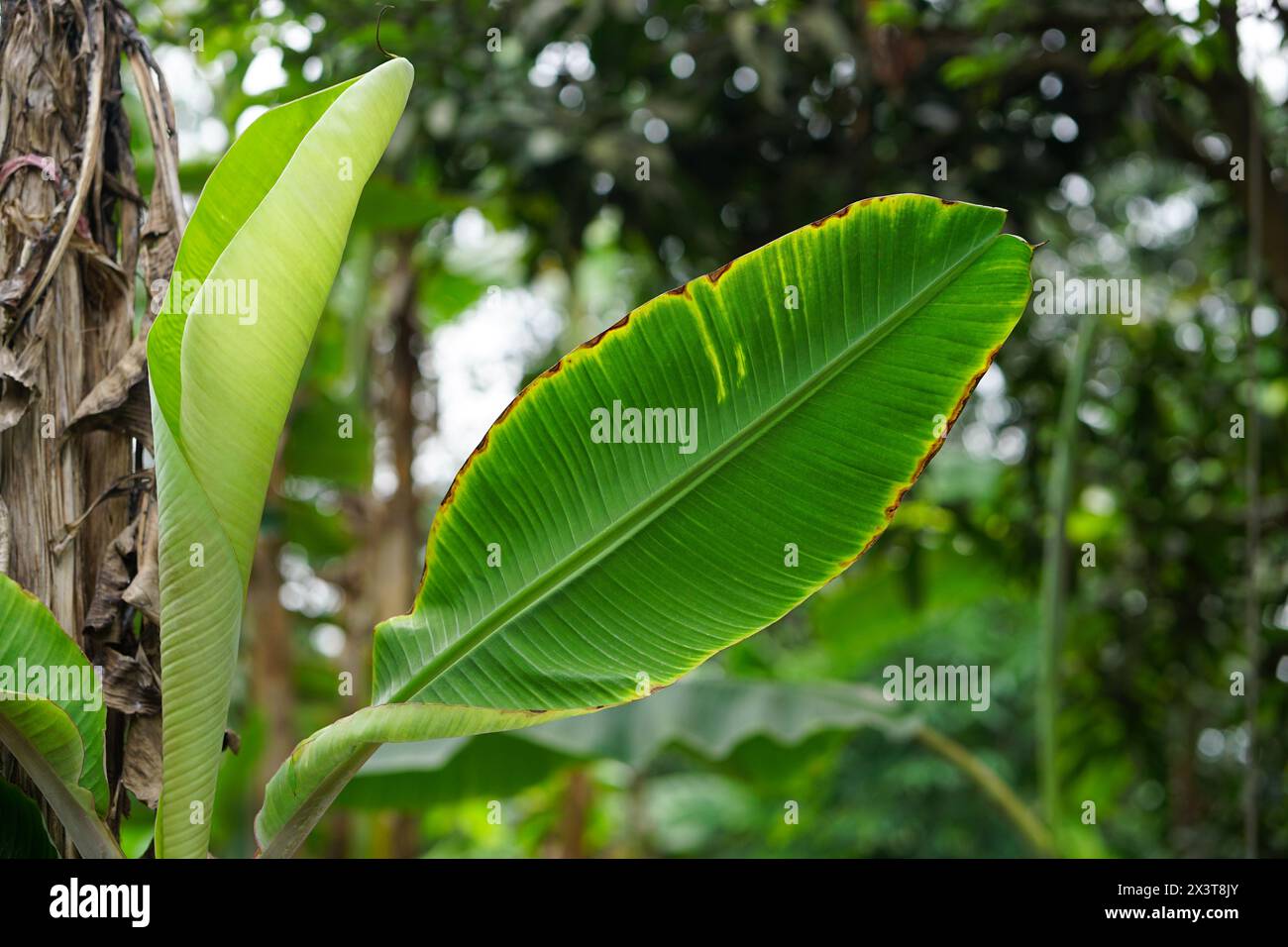 Banana leaf on a beautiful natural background, Green tropical banana leaves, Raw banana leaves ...