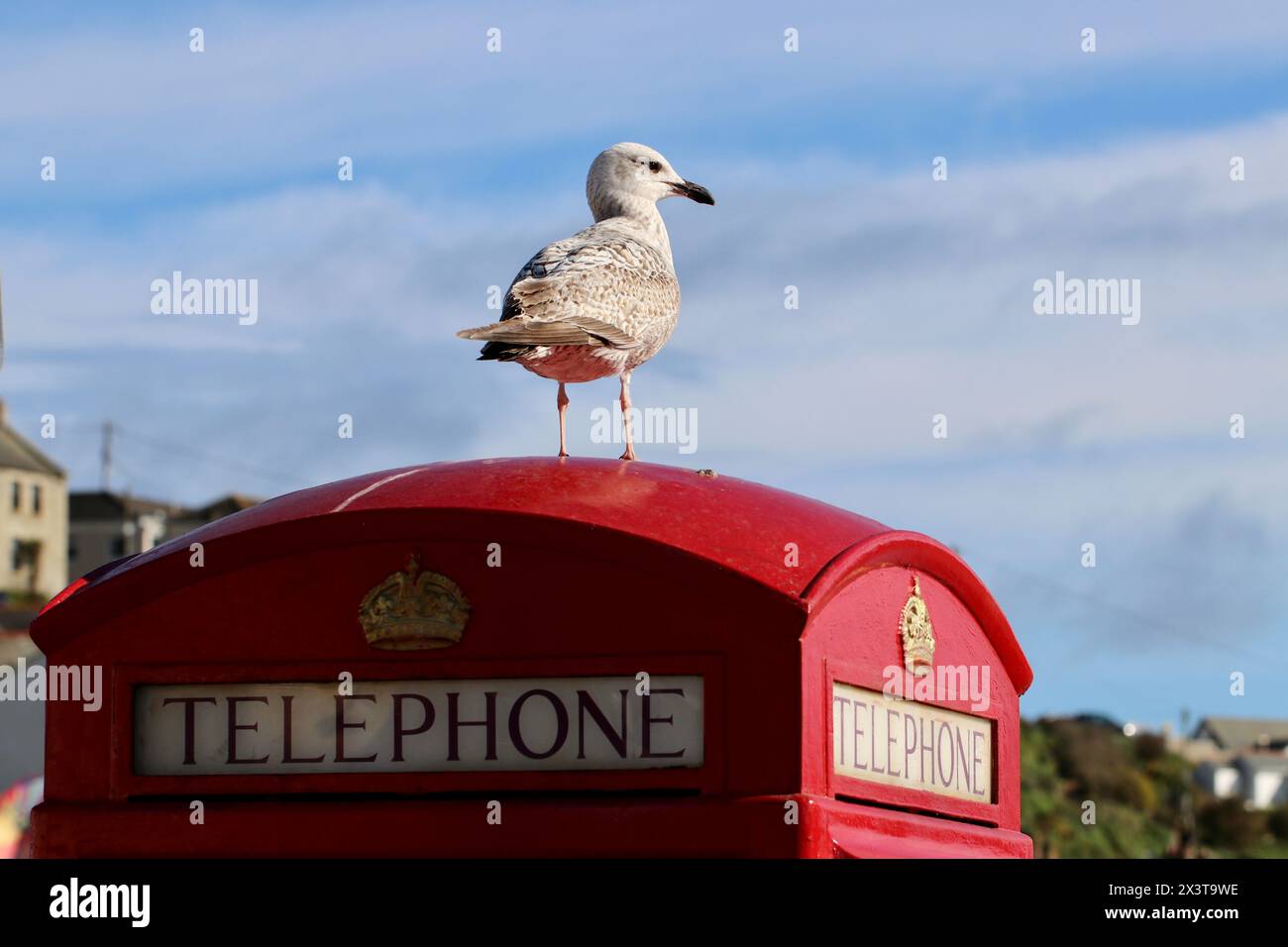 Seagull on a phone box hi-res stock photography and images - Alamy
