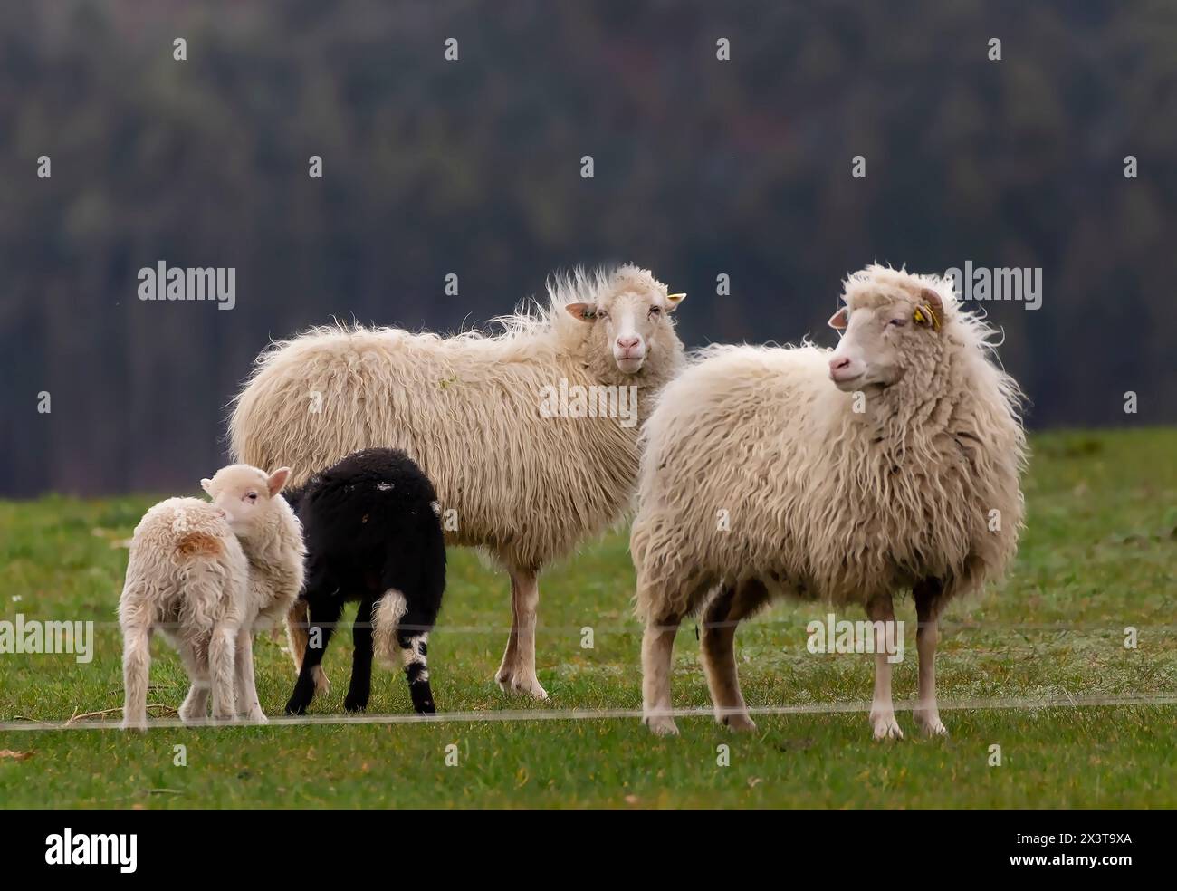 Ovejas ovejas hi-res stock photography and images - Alamy