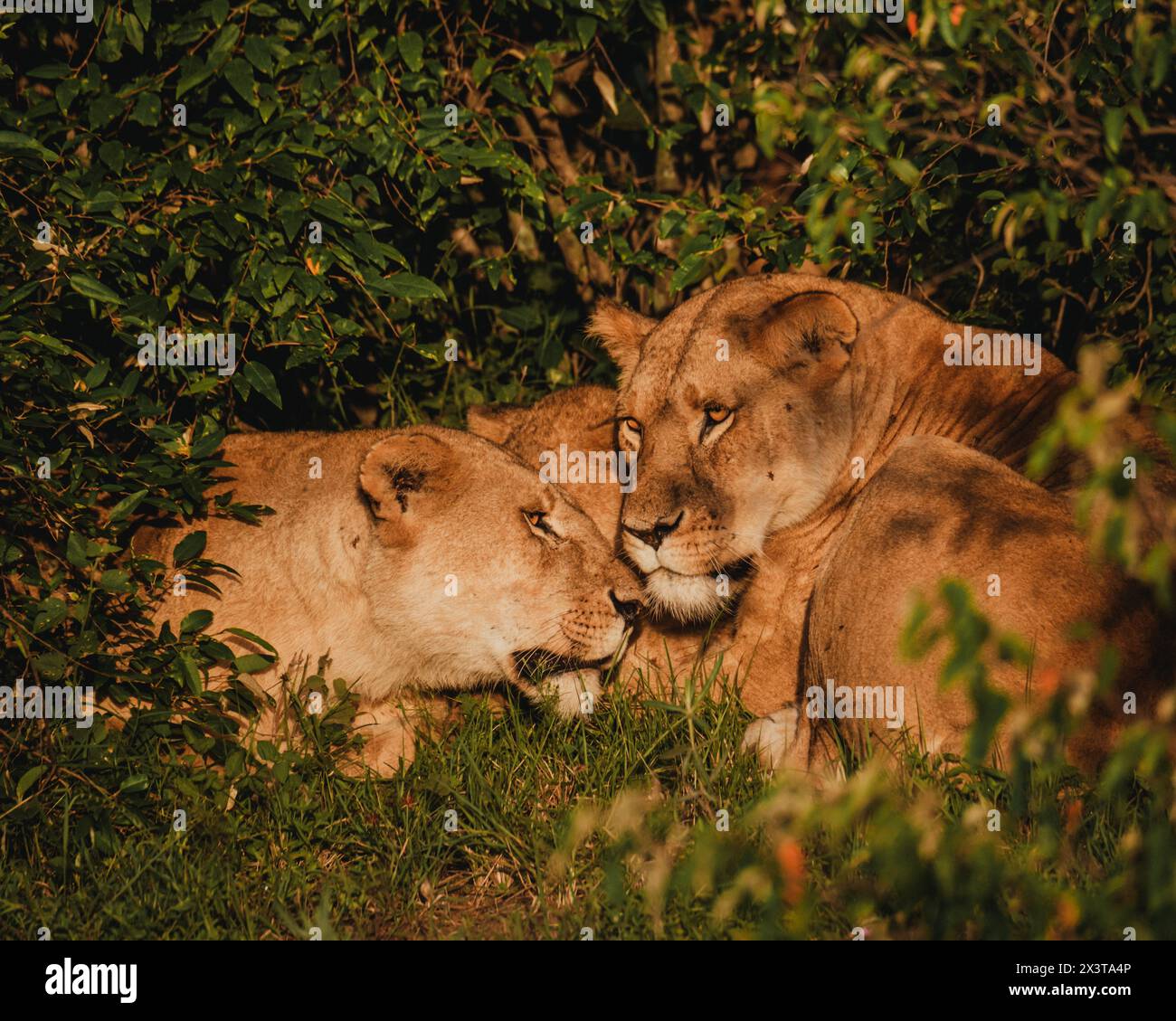 Lion pride bonding in a Masai Mara thicket Stock Photo - Alamy