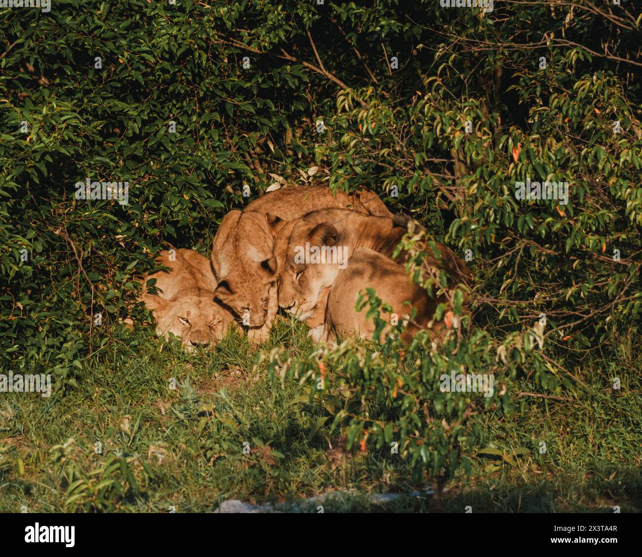 Lion pride bonding in a Masai Mara thicket Stock Photo - Alamy