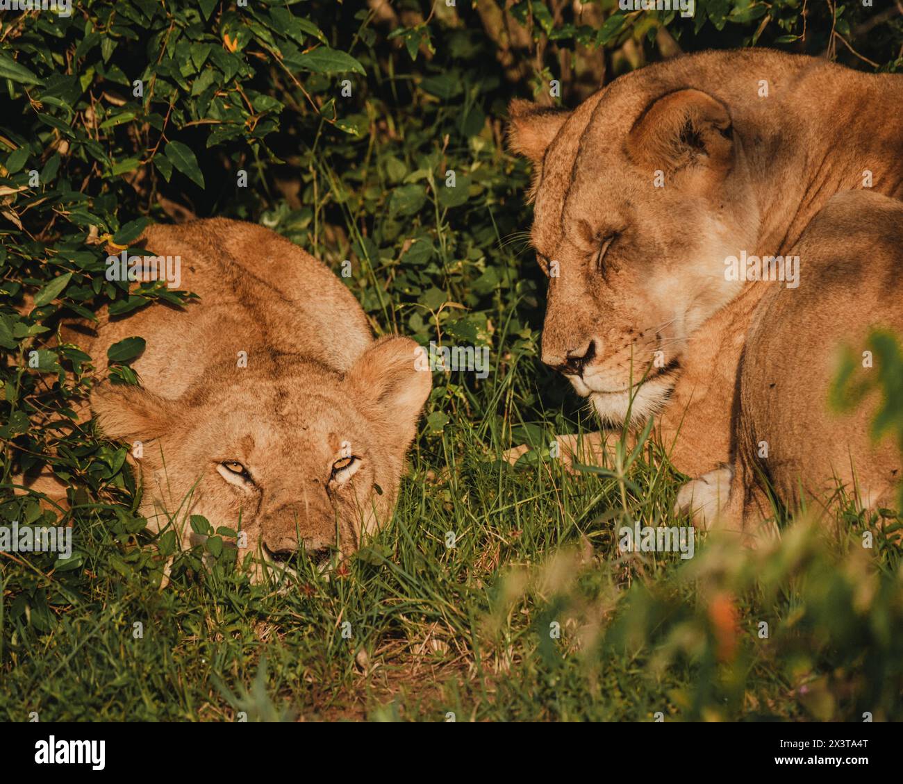 Pride dynamics hi-res stock photography and images - Alamy