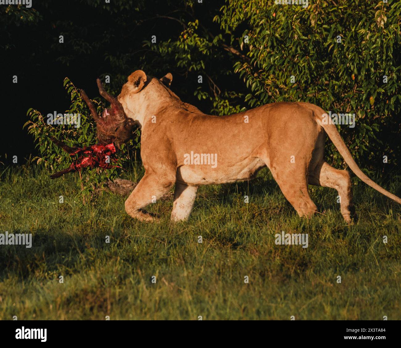 African lion warthog kill hi-res stock photography and images - Alamy