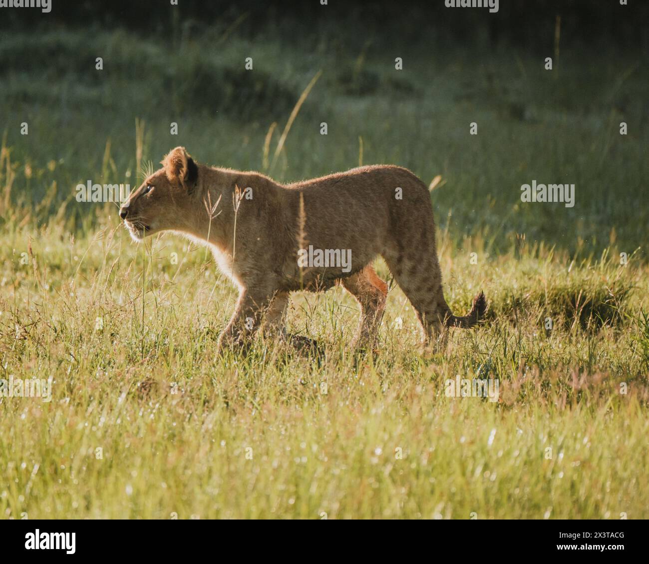 Moving stealthily hi-res stock photography and images - Alamy