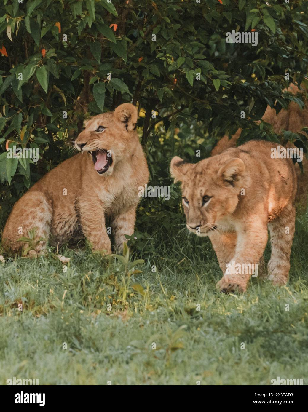 Playful lion cubs in mid-roar and stride, Masai Mara Stock Photo - Alamy