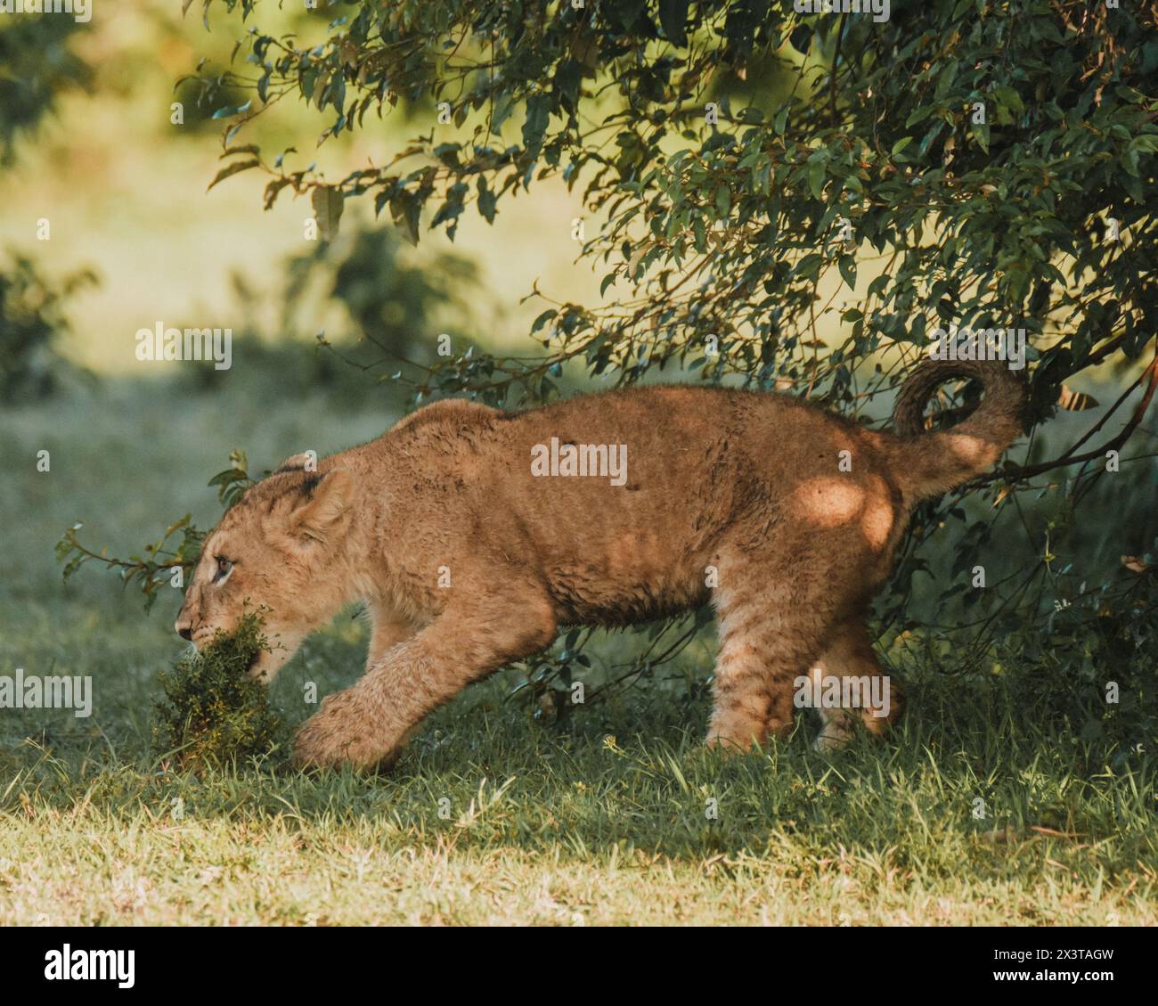 Playful lion cub exploring under a bush, Masai Mara Stock Photo - Alamy