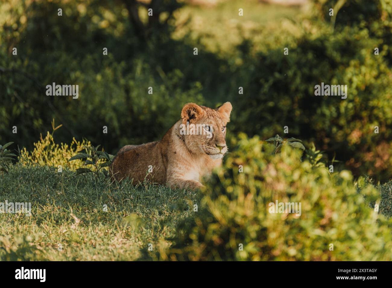 Curious lion cub in Ol Pejeta, Kenya, at golden hour Stock Photo - Alamy