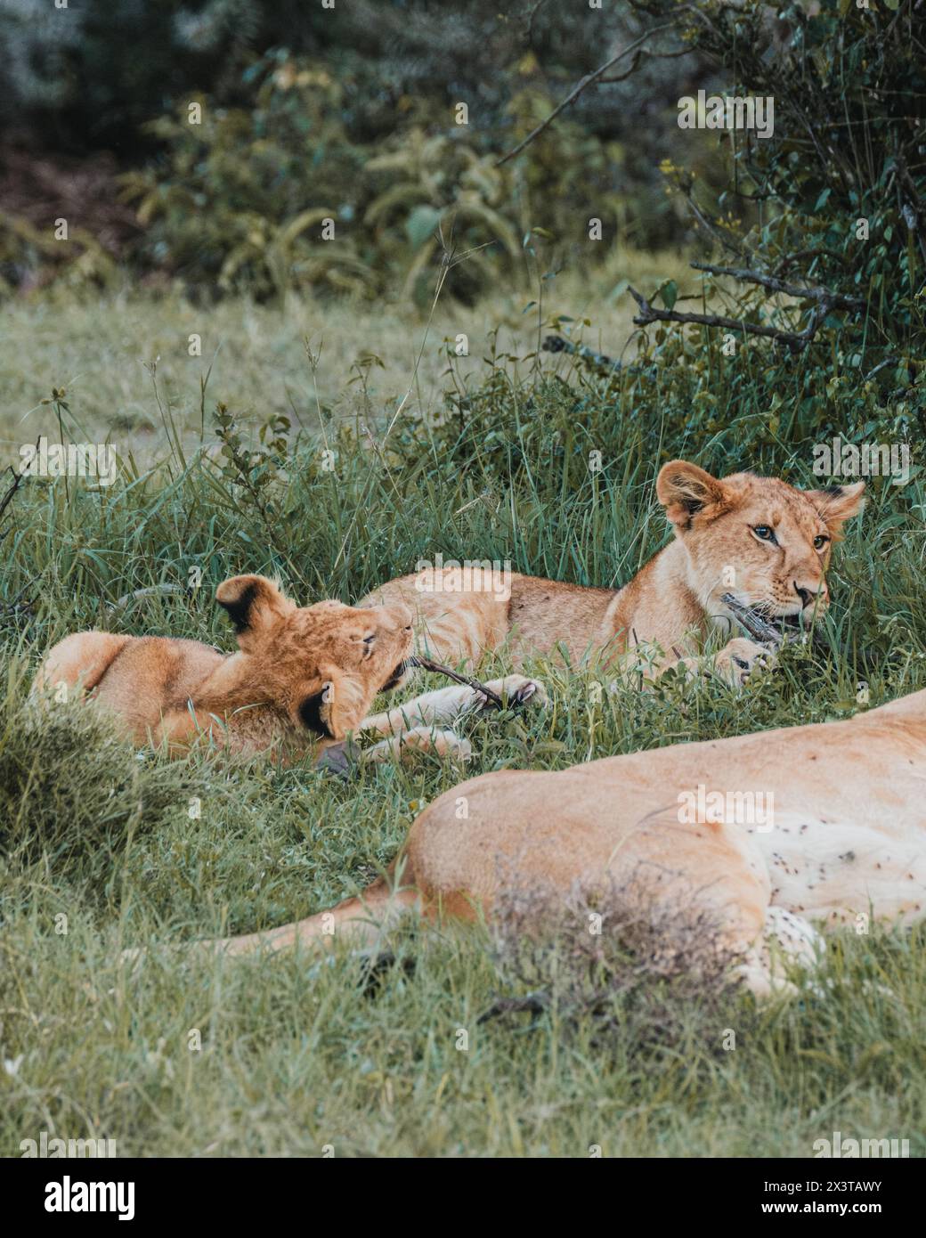 Grassy bonding hi-res stock photography and images - Alamy