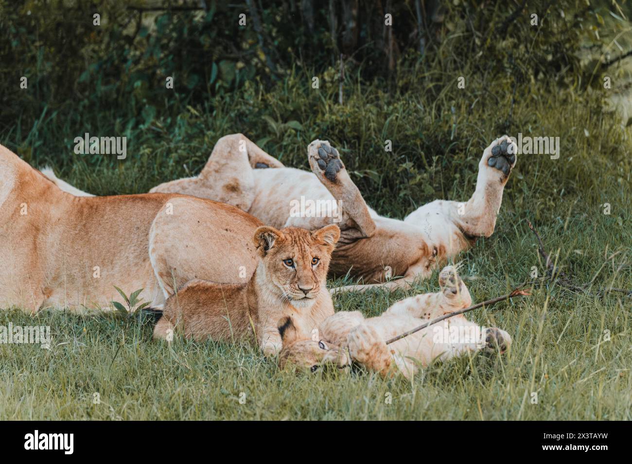 Lion in repose hi-res stock photography and images - Alamy