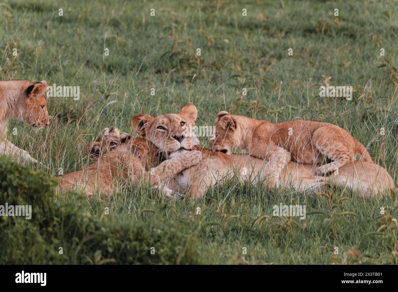 Lion pride's playful moment at dusk in Ol Pejeta Stock Photo - Alamy