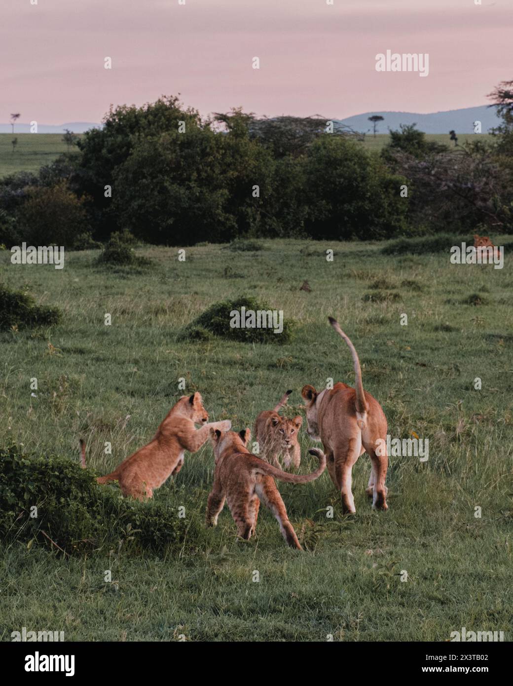 Lion pride dynamics hi-res stock photography and images - Alamy