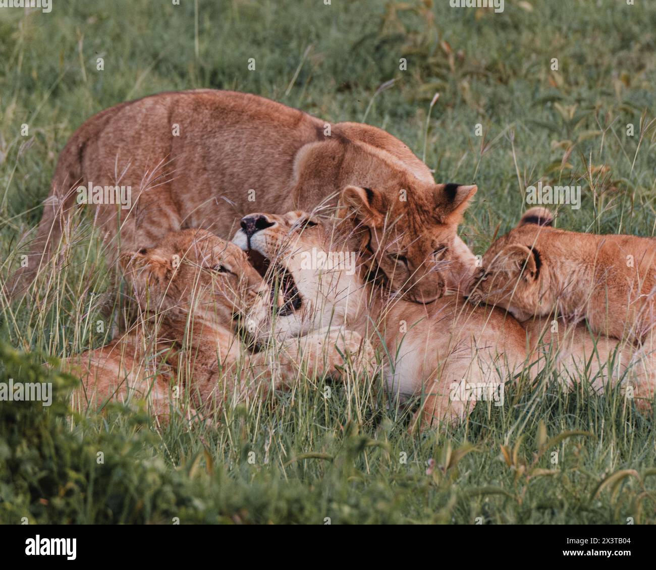 Lion pride dynamics hi-res stock photography and images - Alamy