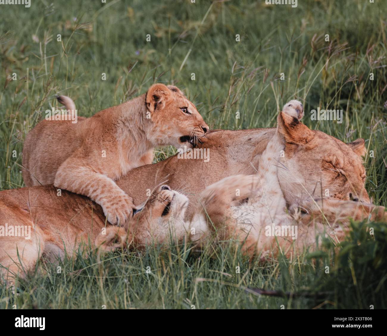 Lion pride's playful moment at dusk in Ol Pejeta Stock Photo - Alamy