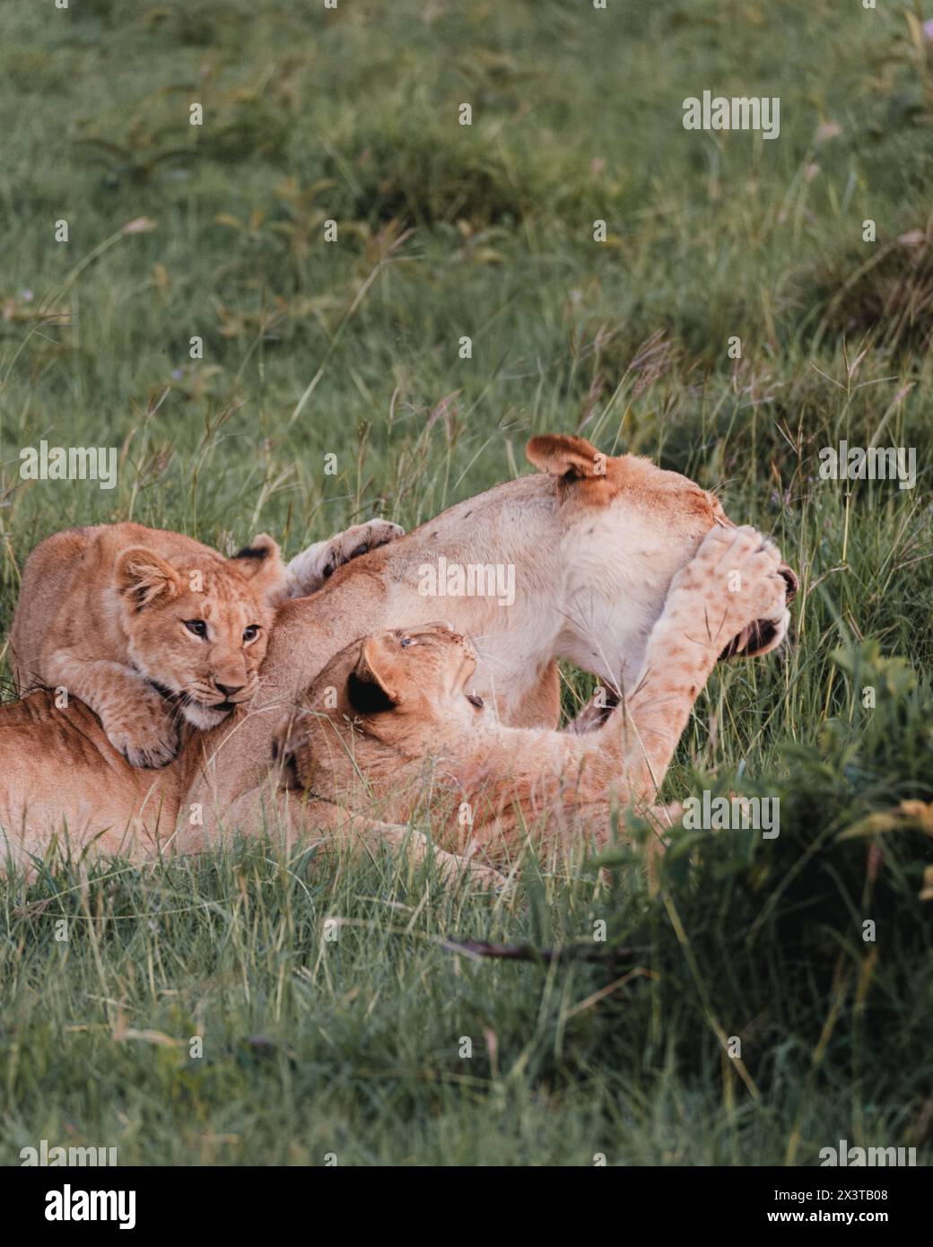 Lion pride's playful moment at dusk in Ol Pejeta Stock Photo - Alamy