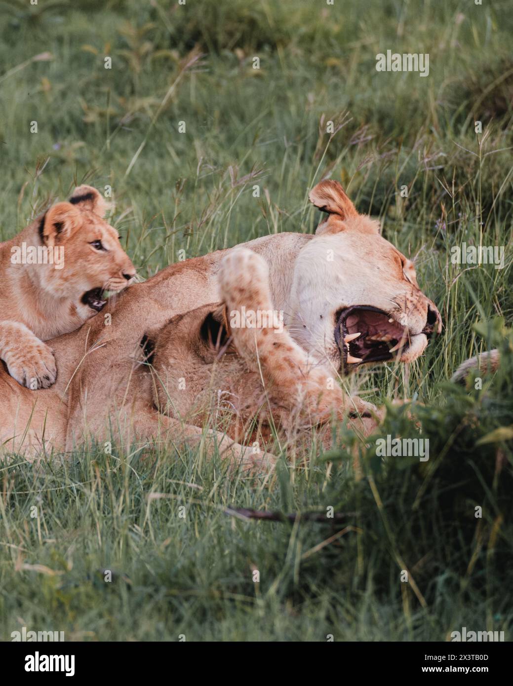 Lion pride's playful moment at dusk in Ol Pejeta Stock Photo - Alamy