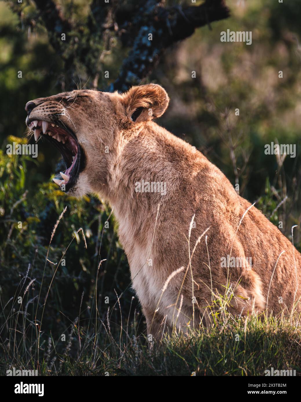 Lion roaring in the sunset hi-res stock photography and images - Alamy