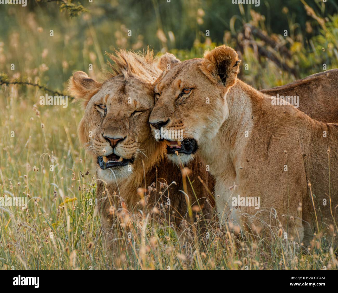 Bonding lions in warm Ol Pejeta light Stock Photo - Alamy