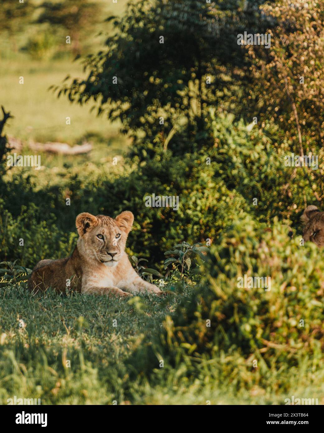 Observation african lion in repose hi-res stock photography and images ...