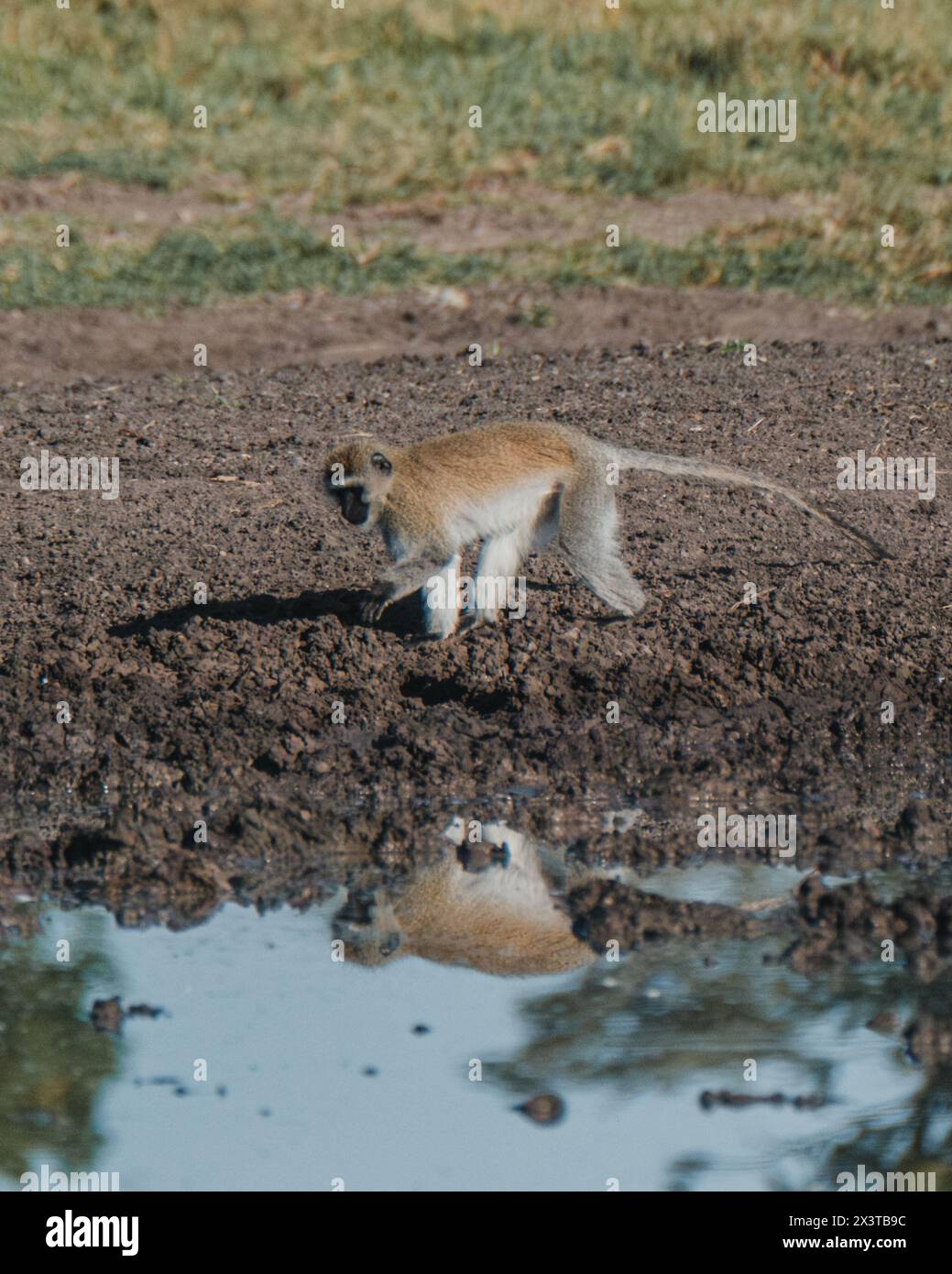 Vervet monkey by water with bird in flight, Masai Mara Stock Photo - Alamy