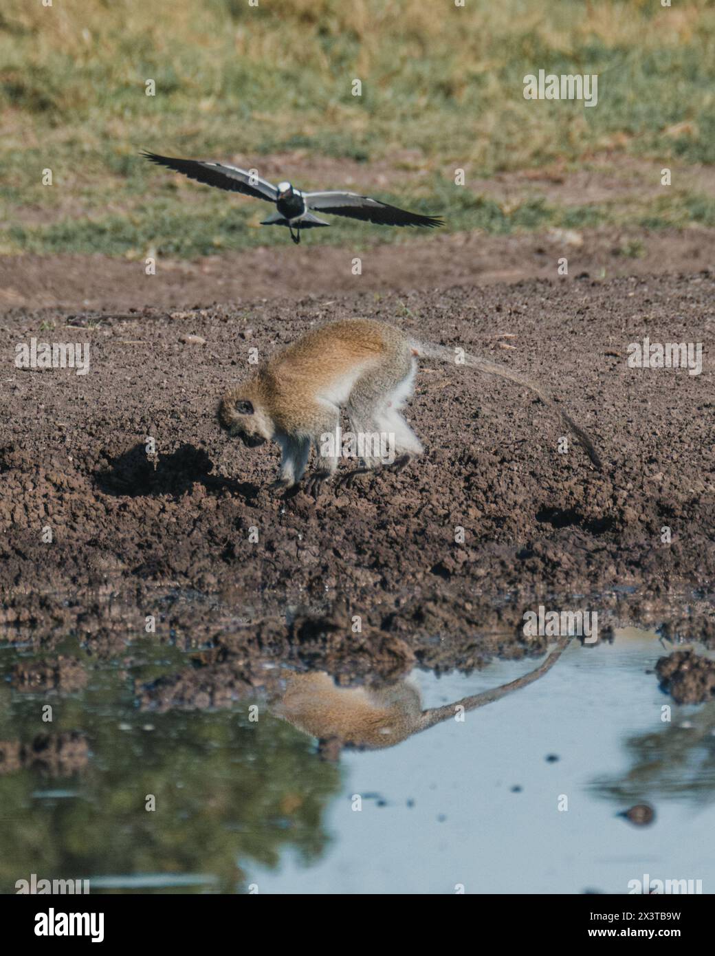 Vervet monkey by water with bird in flight, Masai Mara Stock Photo - Alamy