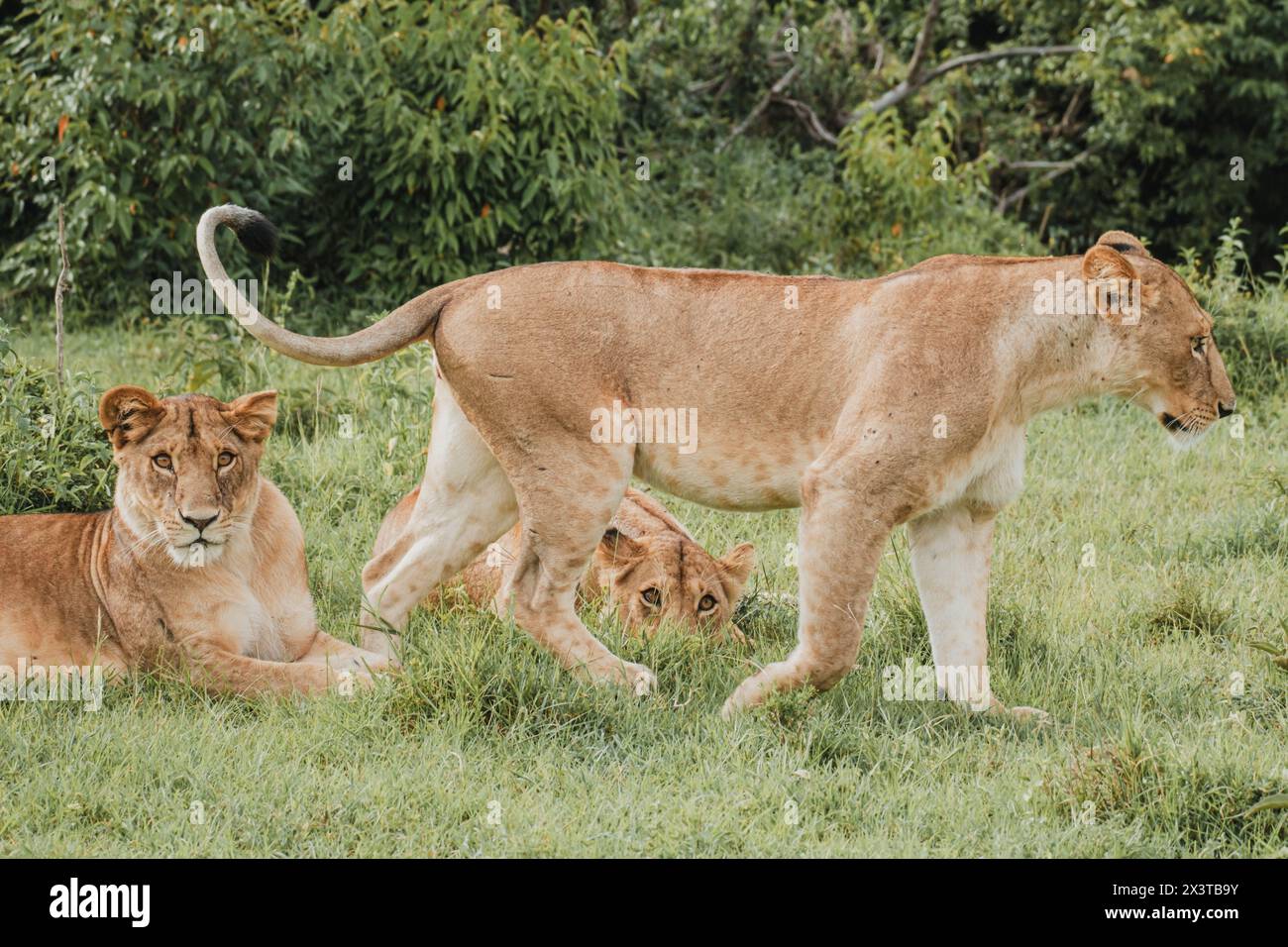 Alert lioness with cubs in a lush Masai Mara scene Stock Photo - Alamy