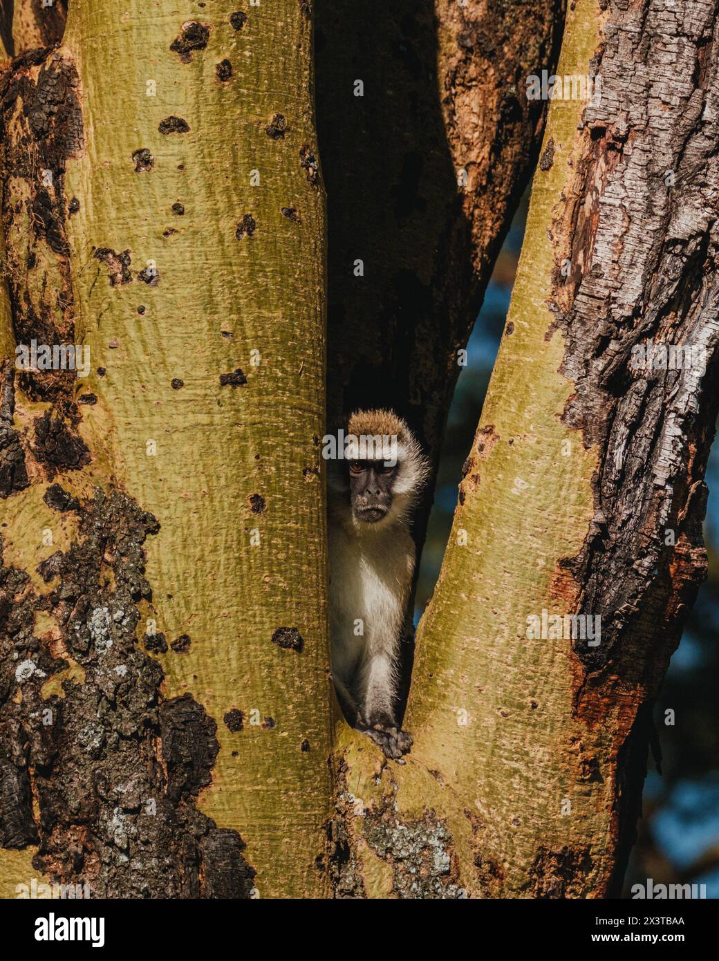 Peeking vervet monkey, hidden in a tree, Masai Mara Stock Photo - Alamy