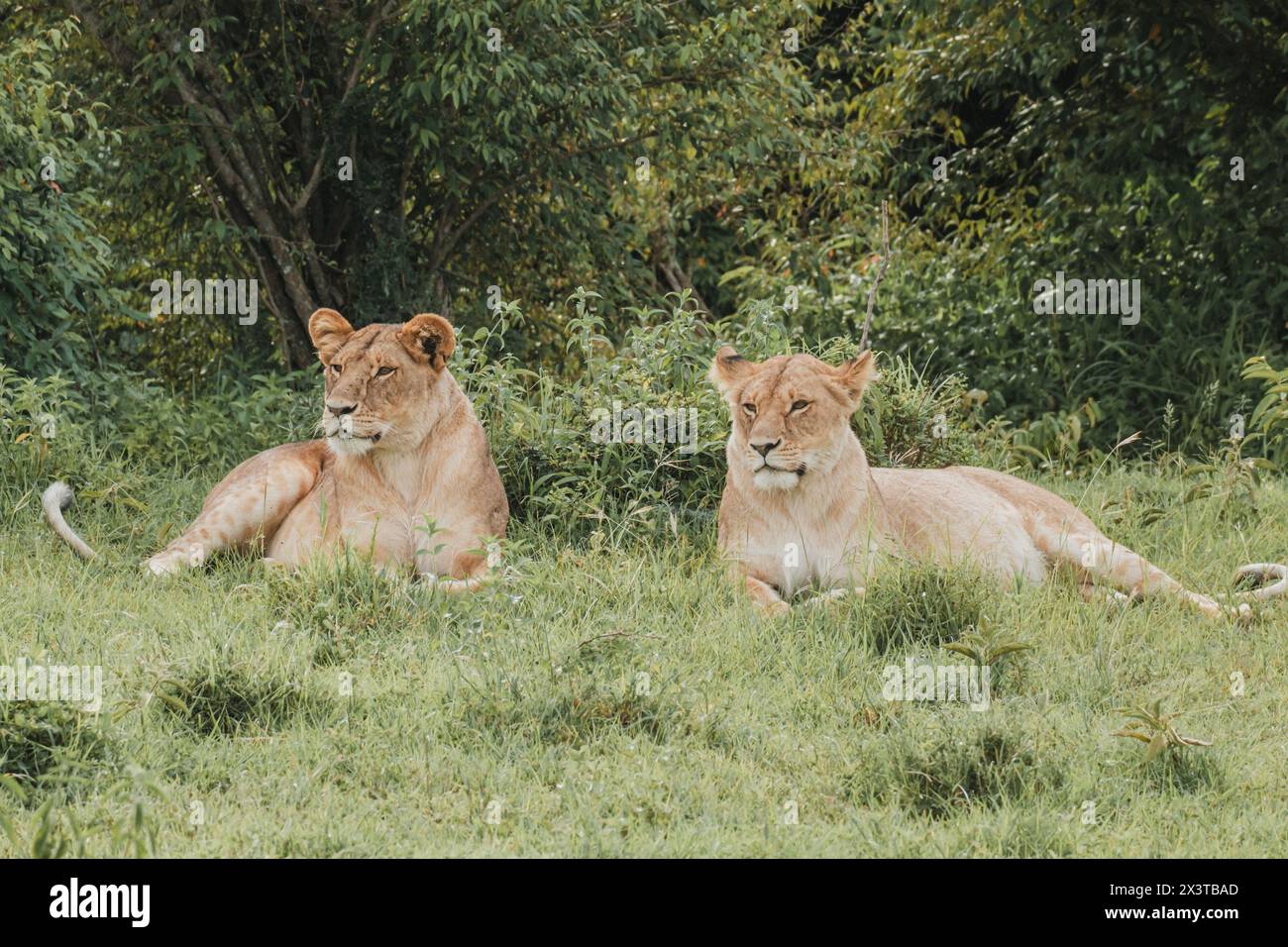 Alert lioness with cubs in a lush Masai Mara scene Stock Photo - Alamy