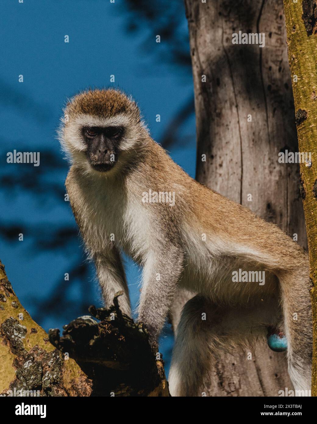 Peeking vervet monkey, hidden in a tree, Masai Mara Stock Photo - Alamy