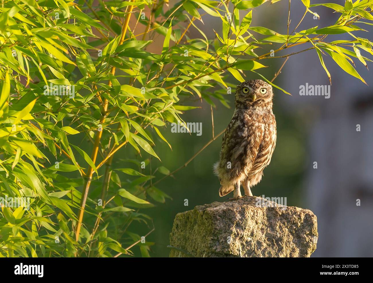 Aves naturaleza hi-res stock photography and images - Alamy
