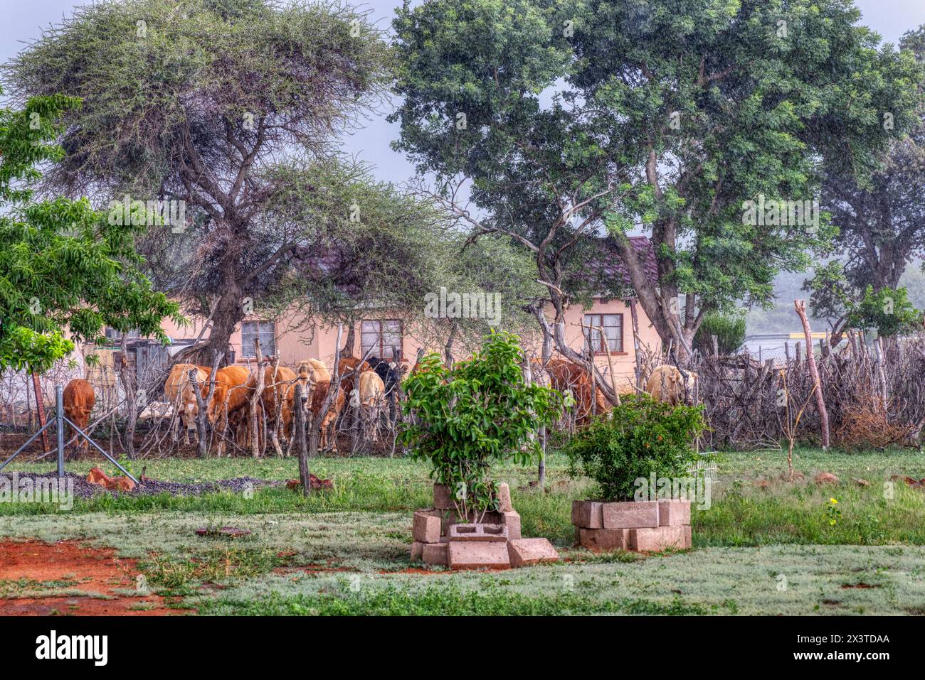 Farm cattle africa house hi-res stock photography and images - Alamy