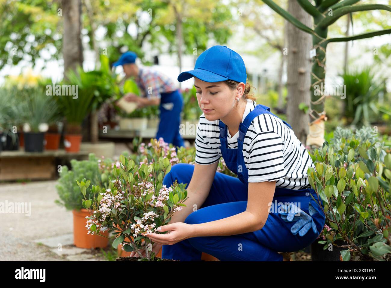 Female garden store employee puts in order showcase with outdoor plants ...